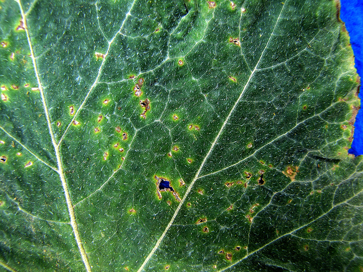 Bacterial leaf spot on cucurbits Bacterial leaf spot on cucurbits