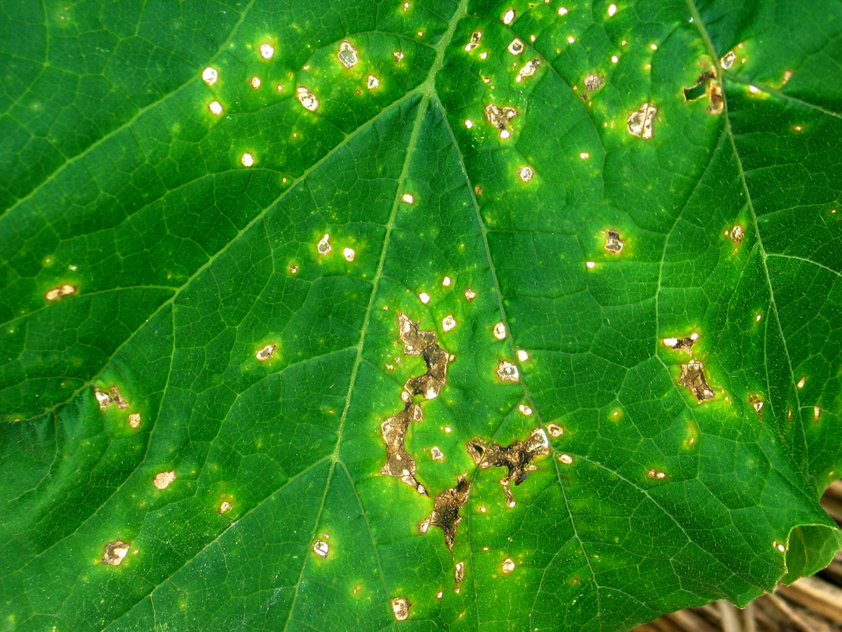 Bacterial leaf spot on cucurbits Bacterial leaf spot on cucurbits