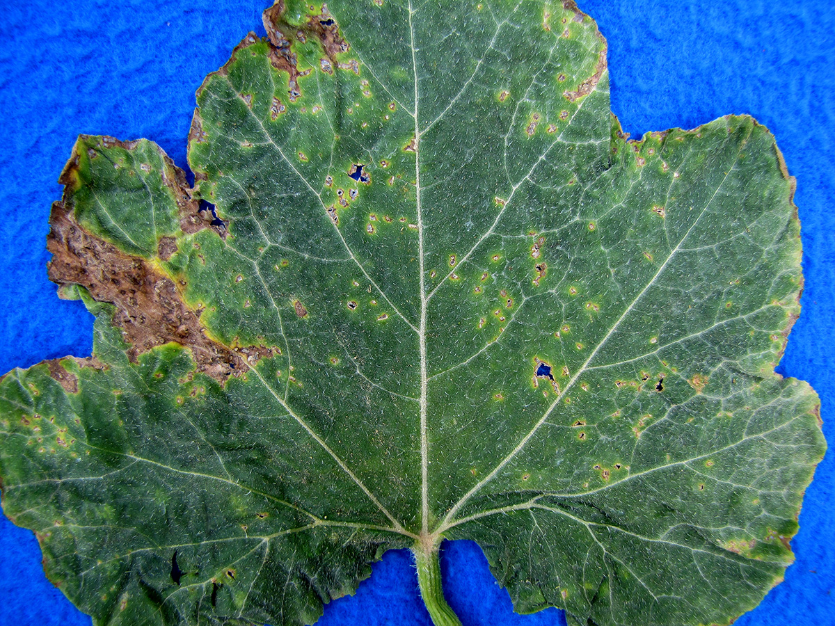 Bacterial leaf spot on cucurbits Bacterial leaf spot on cucurbits