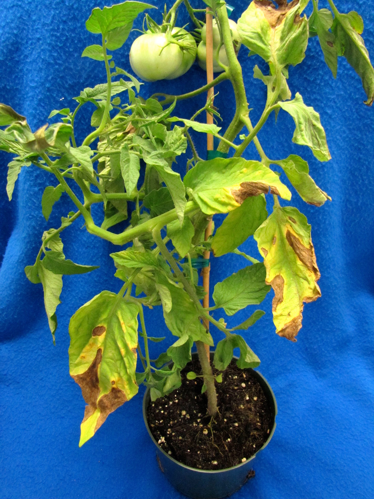 Drought Stress On Tomatoes drought-stress-on-tomatoes