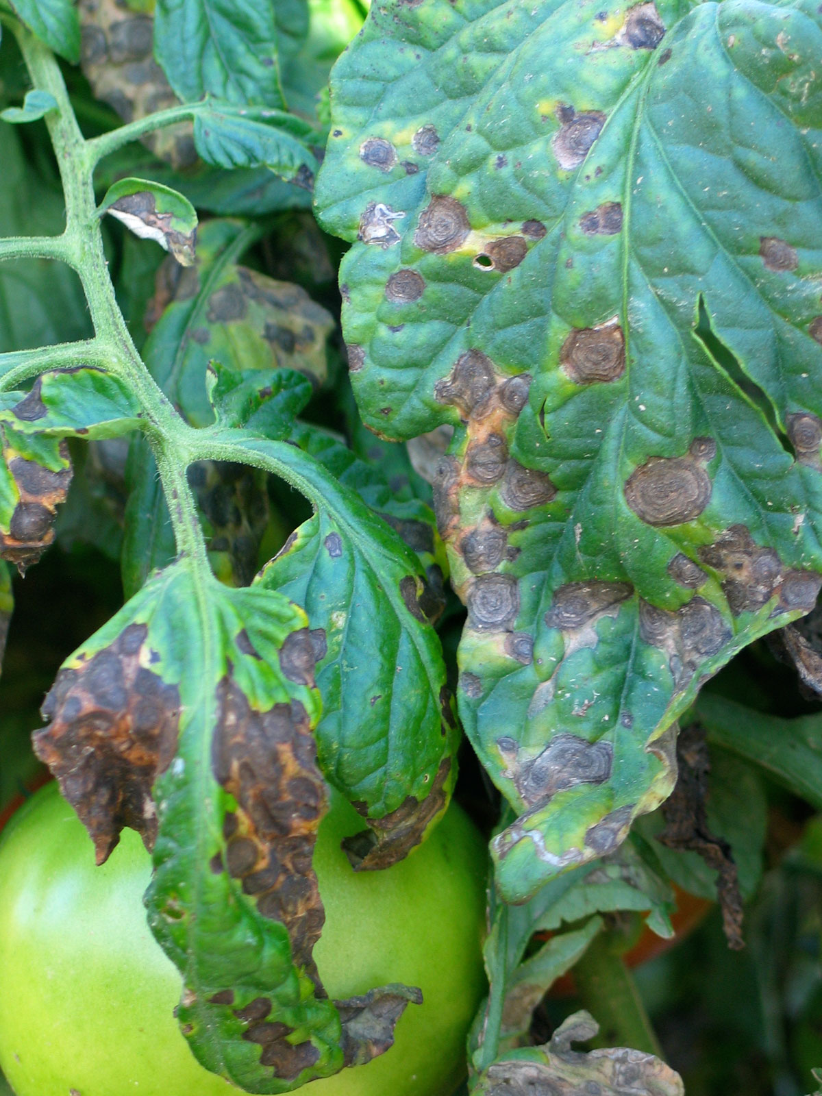 Early blight on tomatoes Early blight on tomatoes
